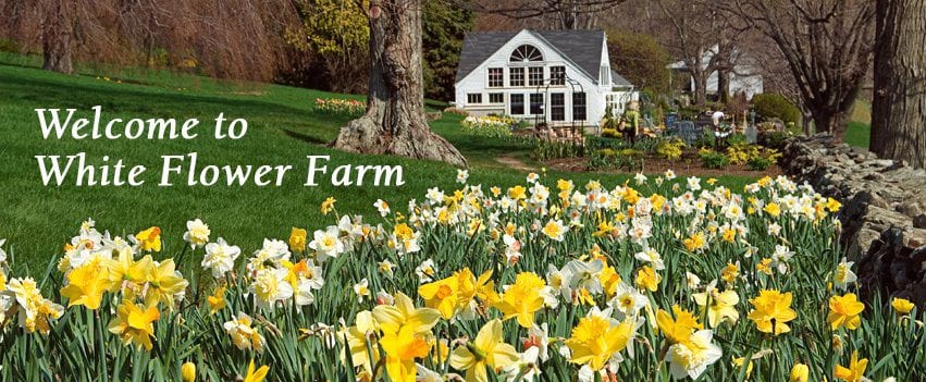 Welcome, White Flower Farm!
